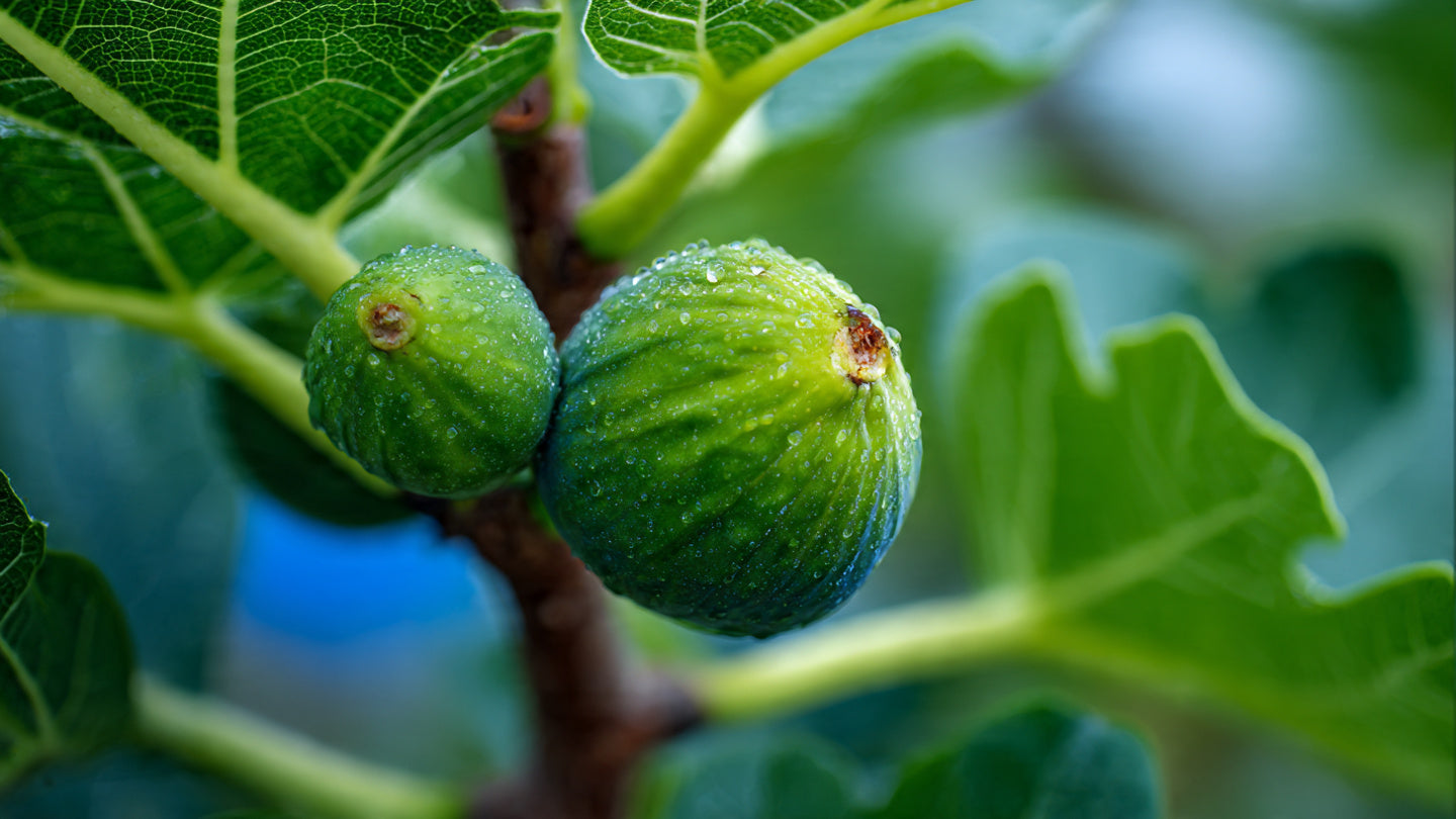 Fig Tree Fertilizing: Why Using Less Leads to Healthier Growth and Bet ...