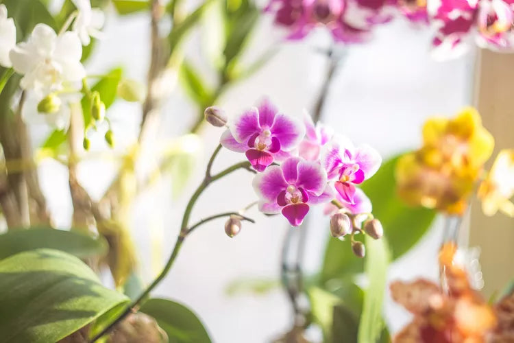 20 Flowering Houseplants to Add Color to Any Room – Sotheby's